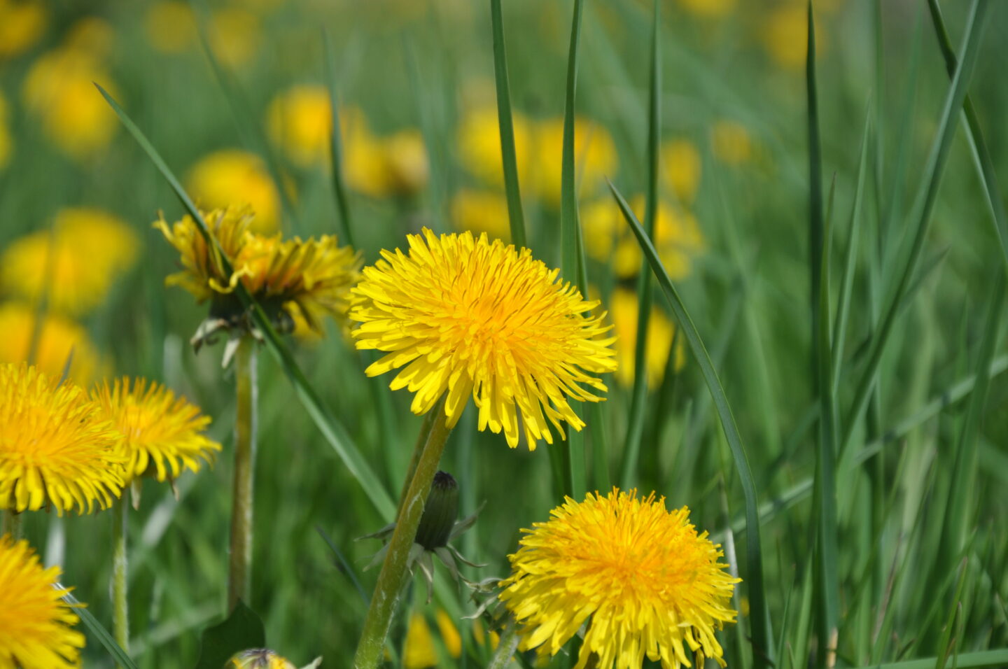 Pasākums ģimenēm “Pieneņu diena” — Nacionālais botāniskais dārzs