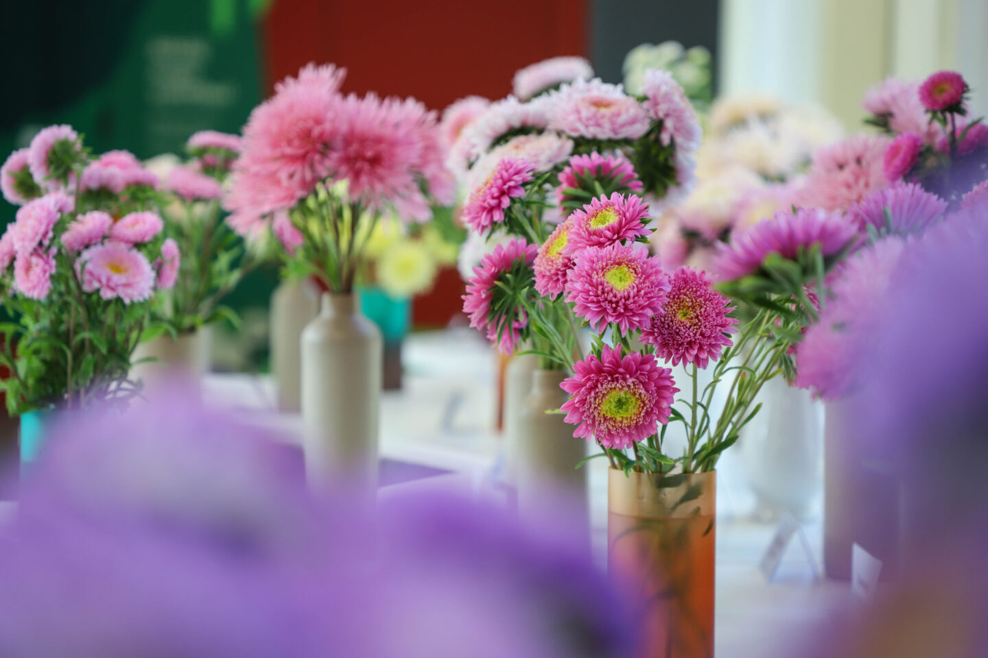 Asteru izstāde vides izglītības centrā "Botania" — Nacionālais ...