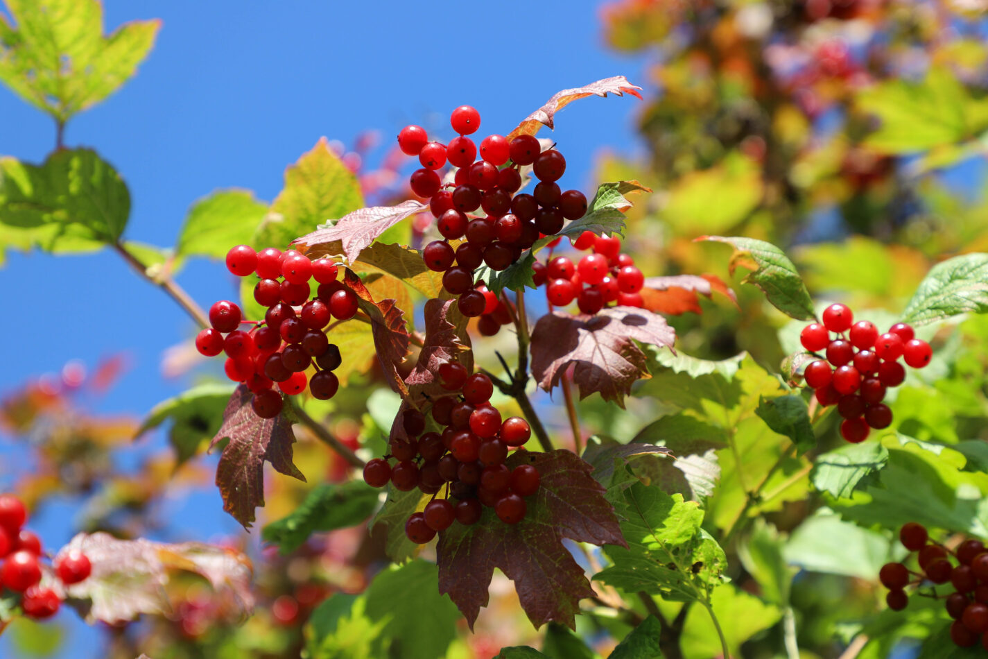 Dabas ražas izstāde vides izglītības centrā "Botania" — Nacionālais ...